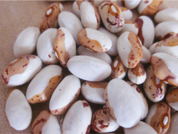 Hidatsa Shield Figure - Nana's Naturals Heritage Seeds