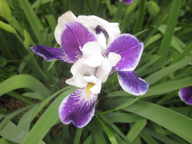 (Spring/Fall Shipping) Mrs. Andrist Iris (circa 1919) - Nana's Naturals Heritage Seeds